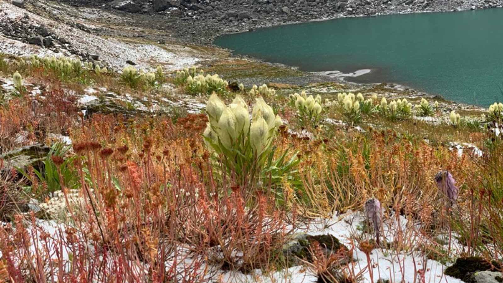 Uttarakhand: A rare flower Brahmakamal blooming in off-season stumps many