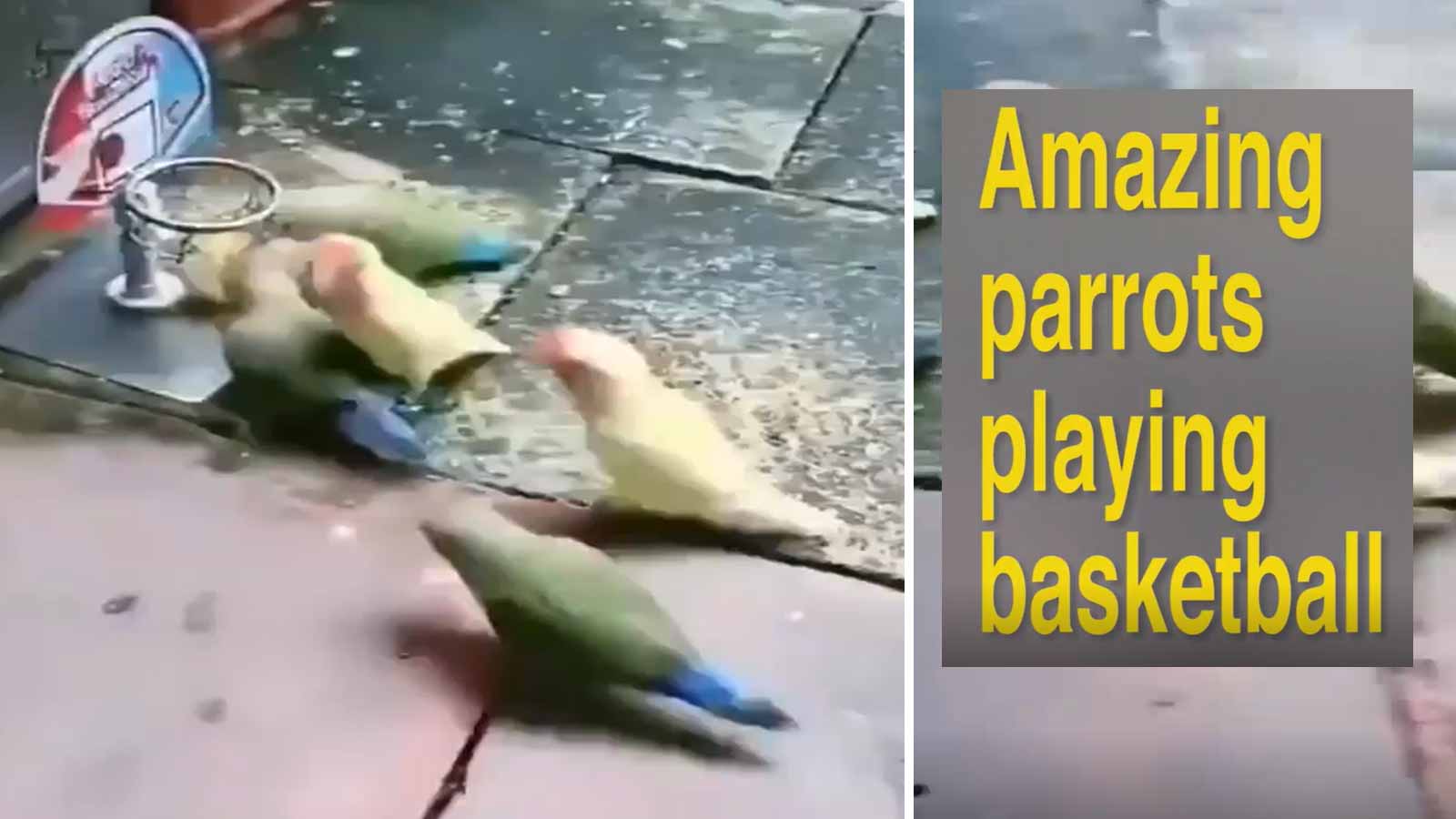 Amazing parrots playing basketball