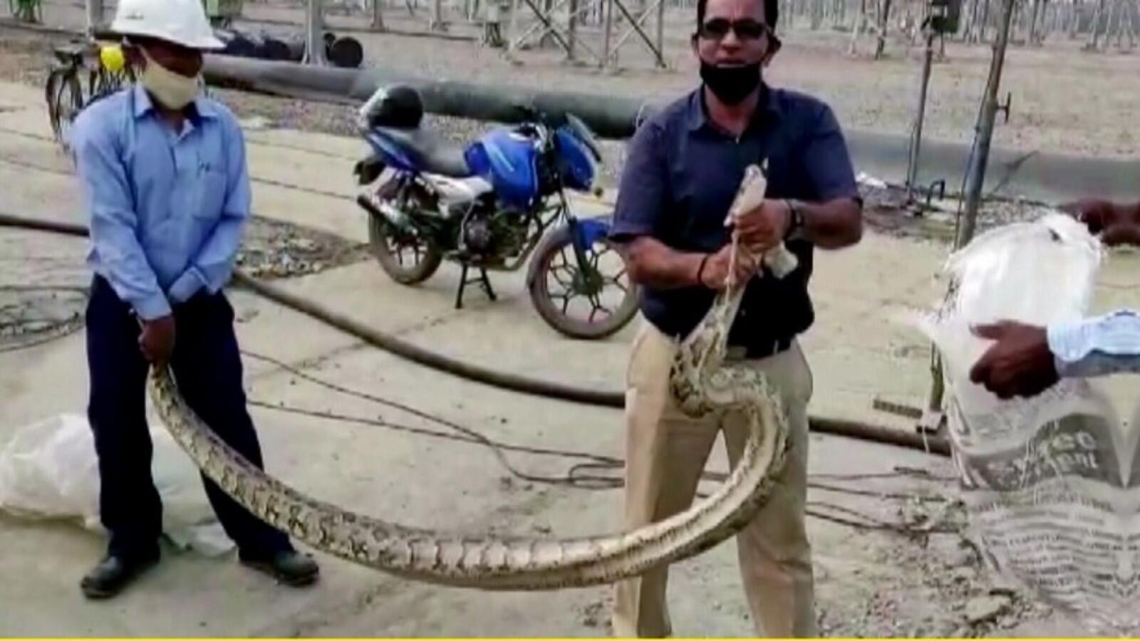 Watch: 10-feet long python rescued by forest department in Greater Noida