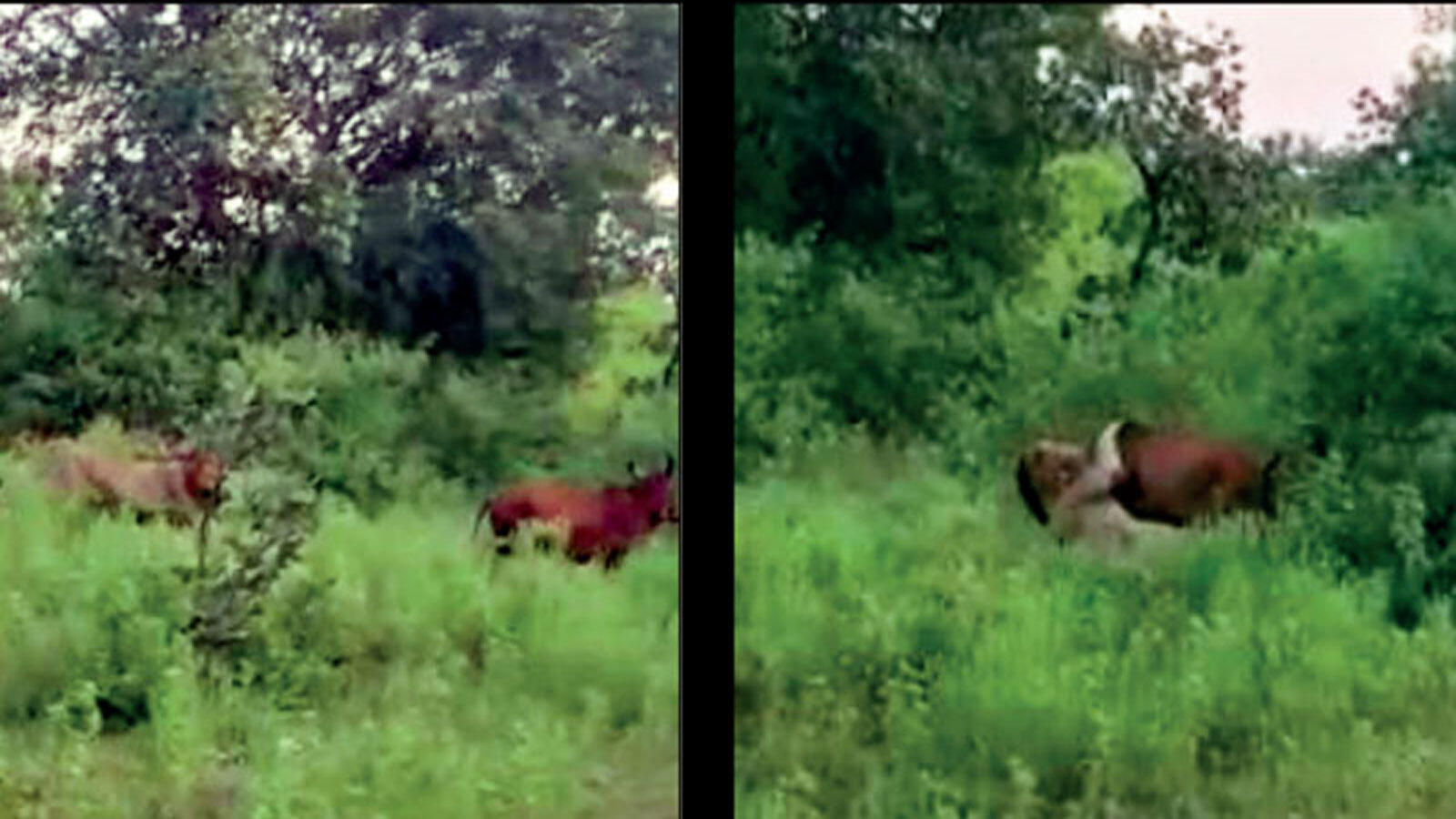 Viral video: Lion offered bait for an illegal show in Gujarat