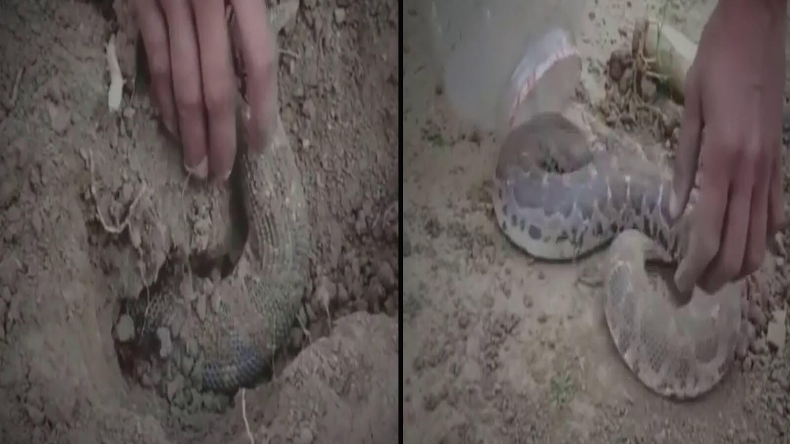 On cam: Man catches snake with hands, video goes viral