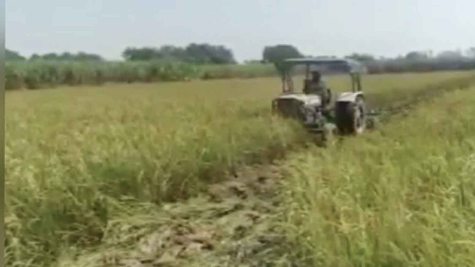 'Not getting fair price', UP farmer destroys 4.5 acres of his paddy crop