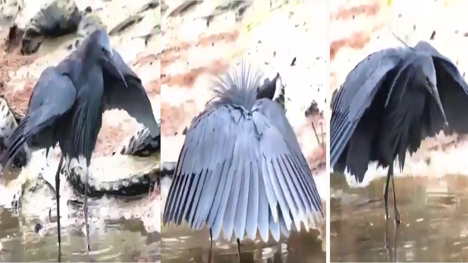 Umbrella bird: Wings as shade canopy to catch fish