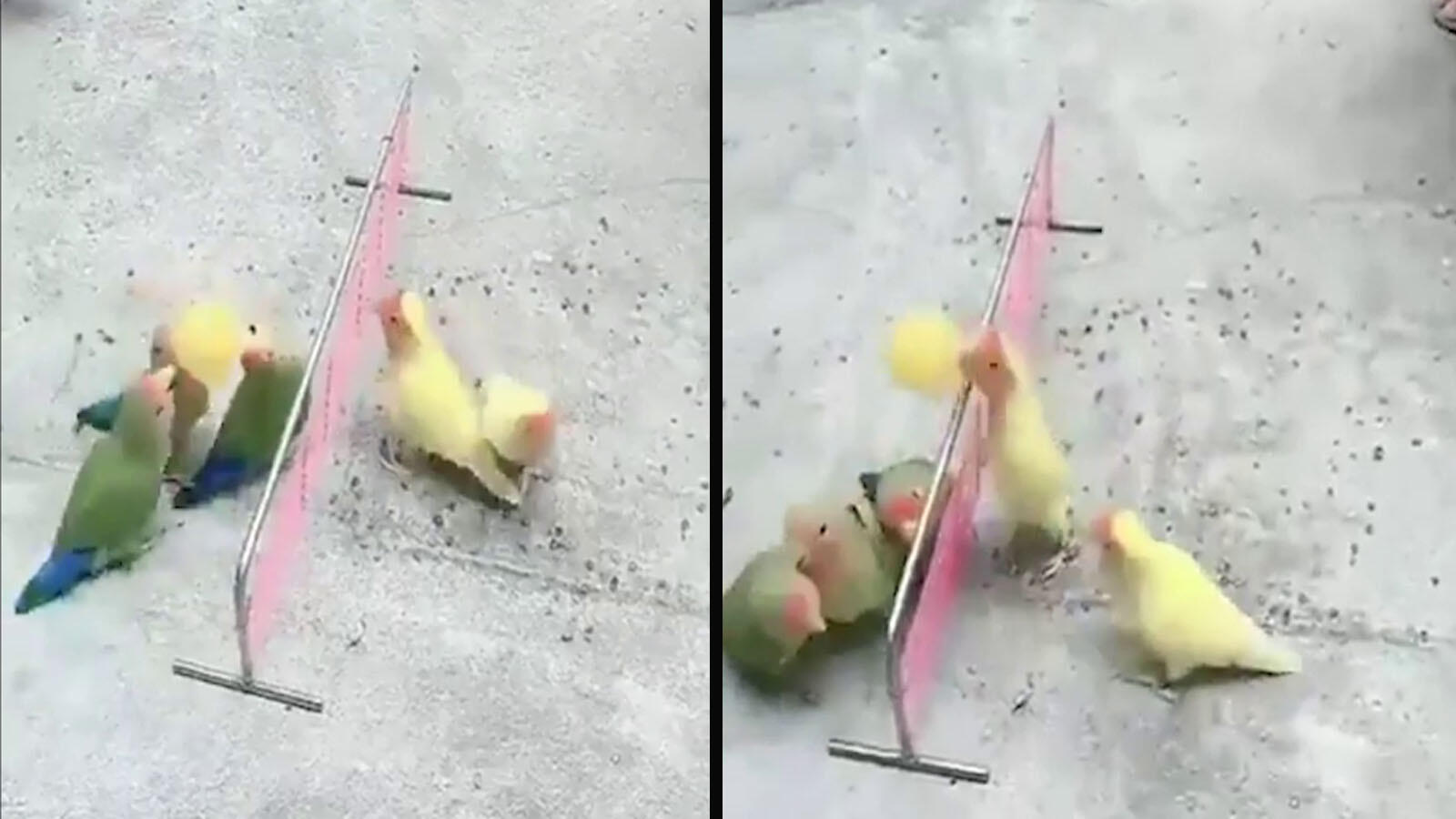 Viral video: Birds play volleyball