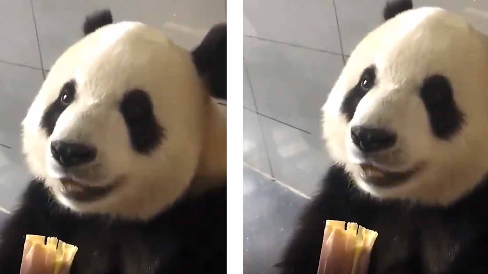Viral: Adorable panda enjoying snacks!