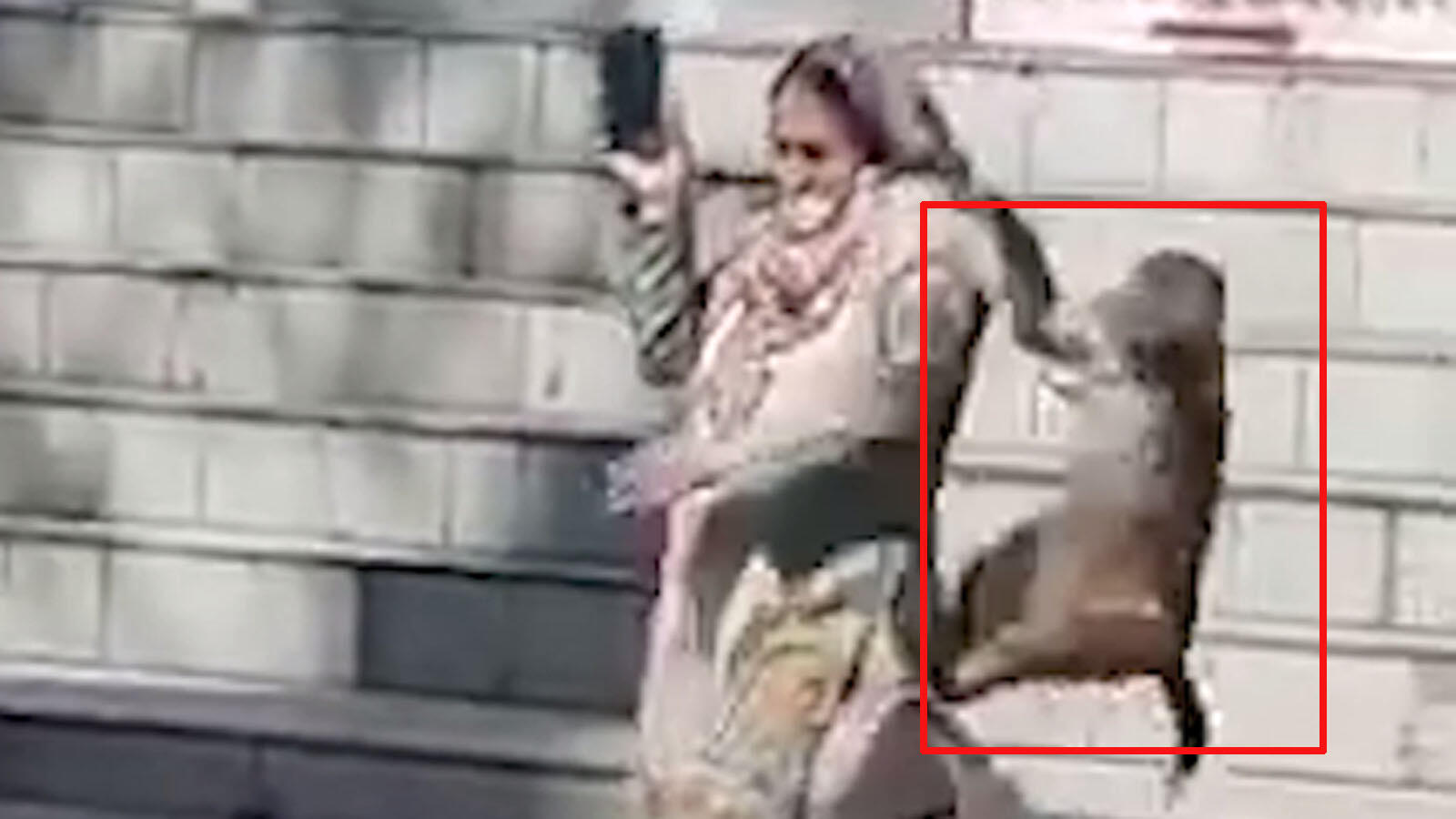 Watch: This monkey targets its prey in filmy style