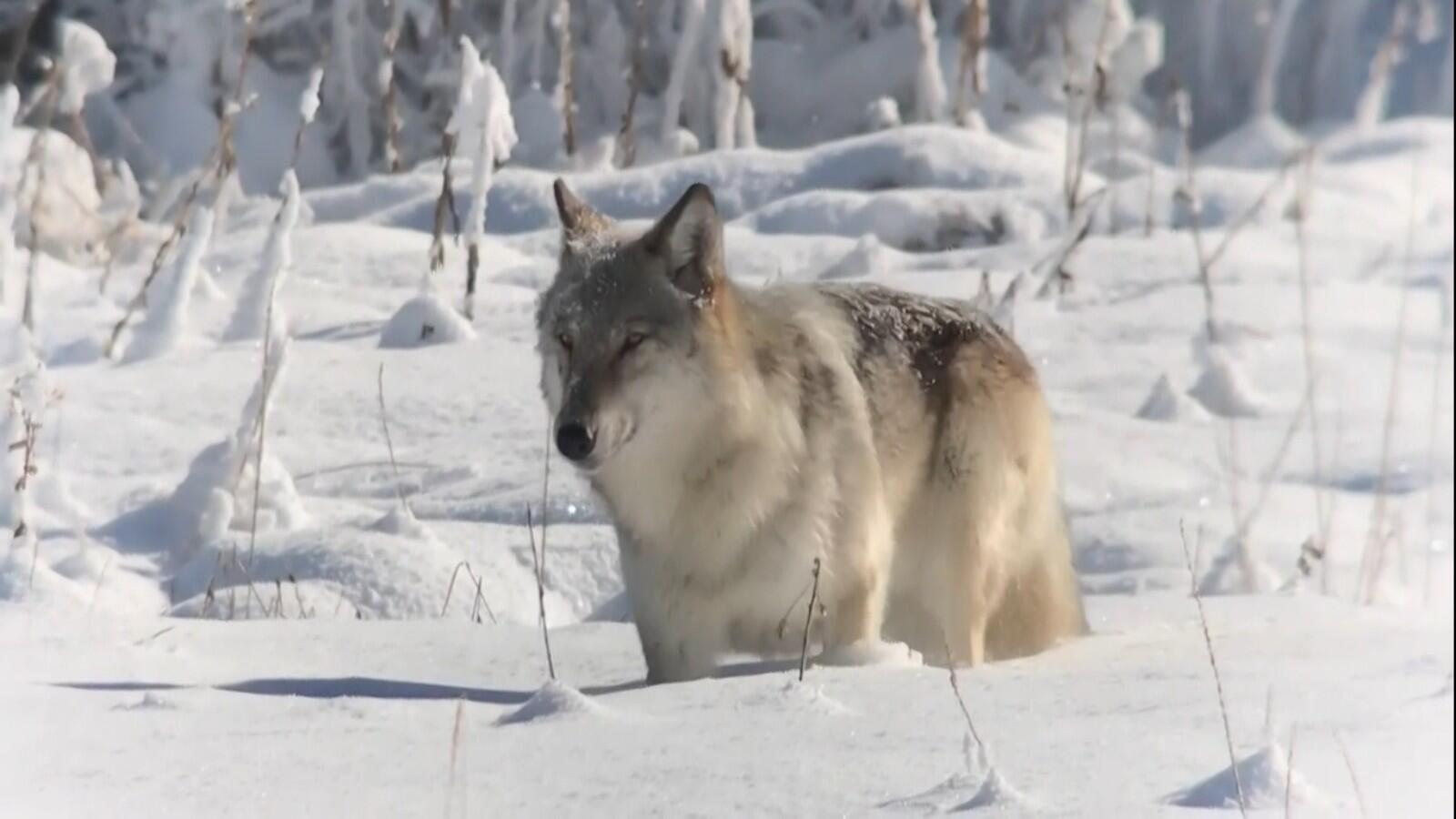 Yellowstone wolves still fascinate 25 years later