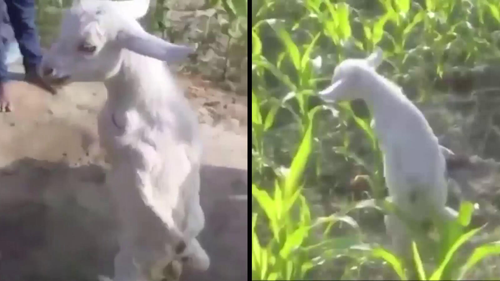 Born to win! This goat walks on its hind legs
