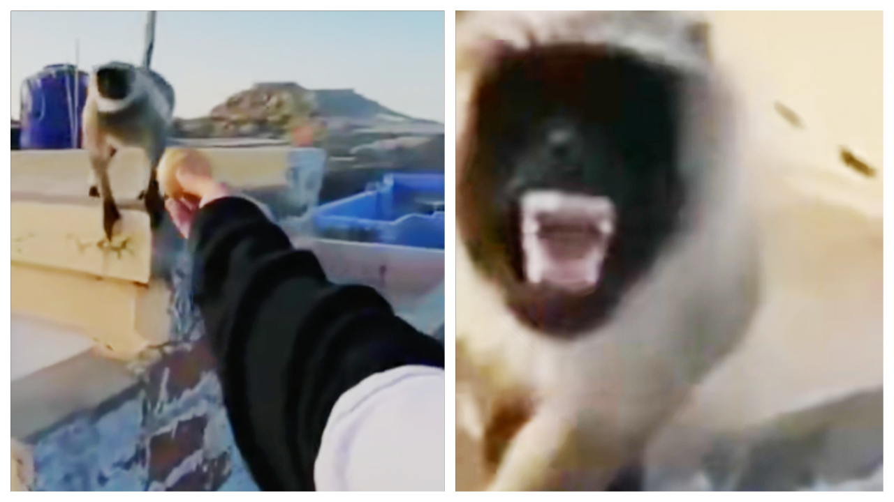 Langoor trouble: Prank goes wrong