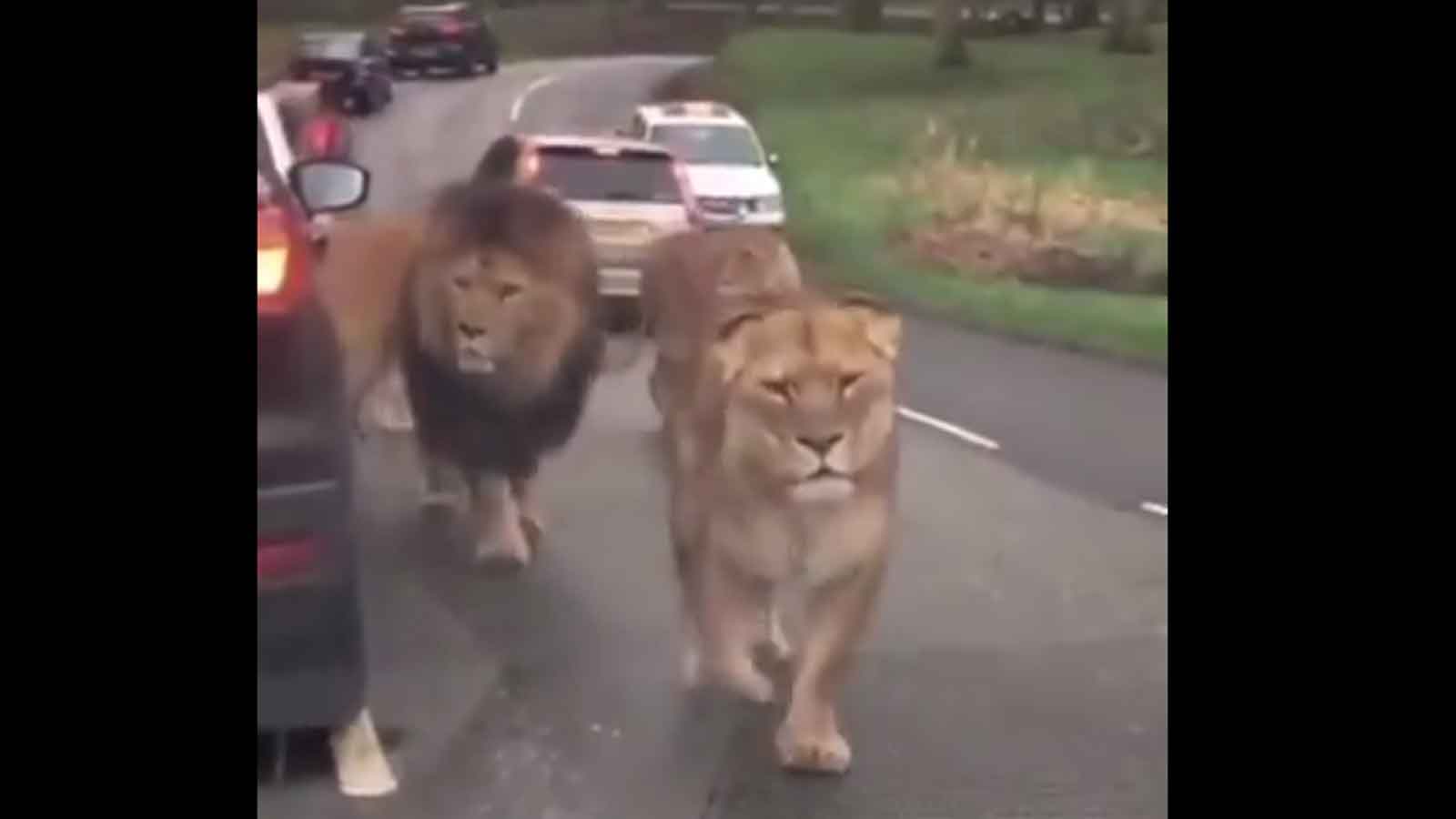 Viral video: Lion pride takes a stroll on highway