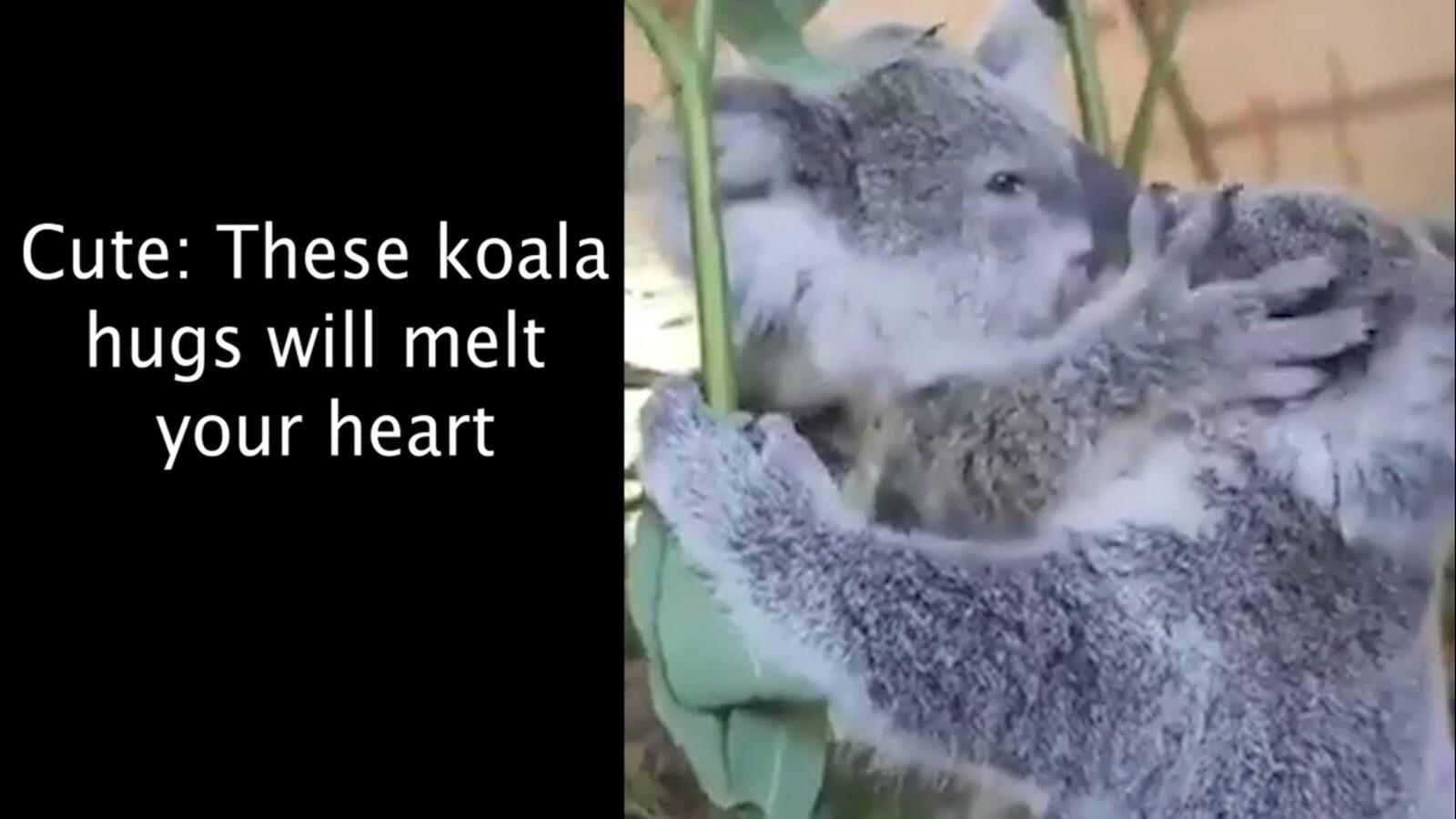 Cute: These koala hugs will melt your heart