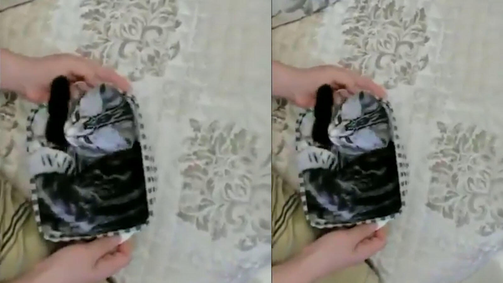 Adjusting cat fits in a small bag