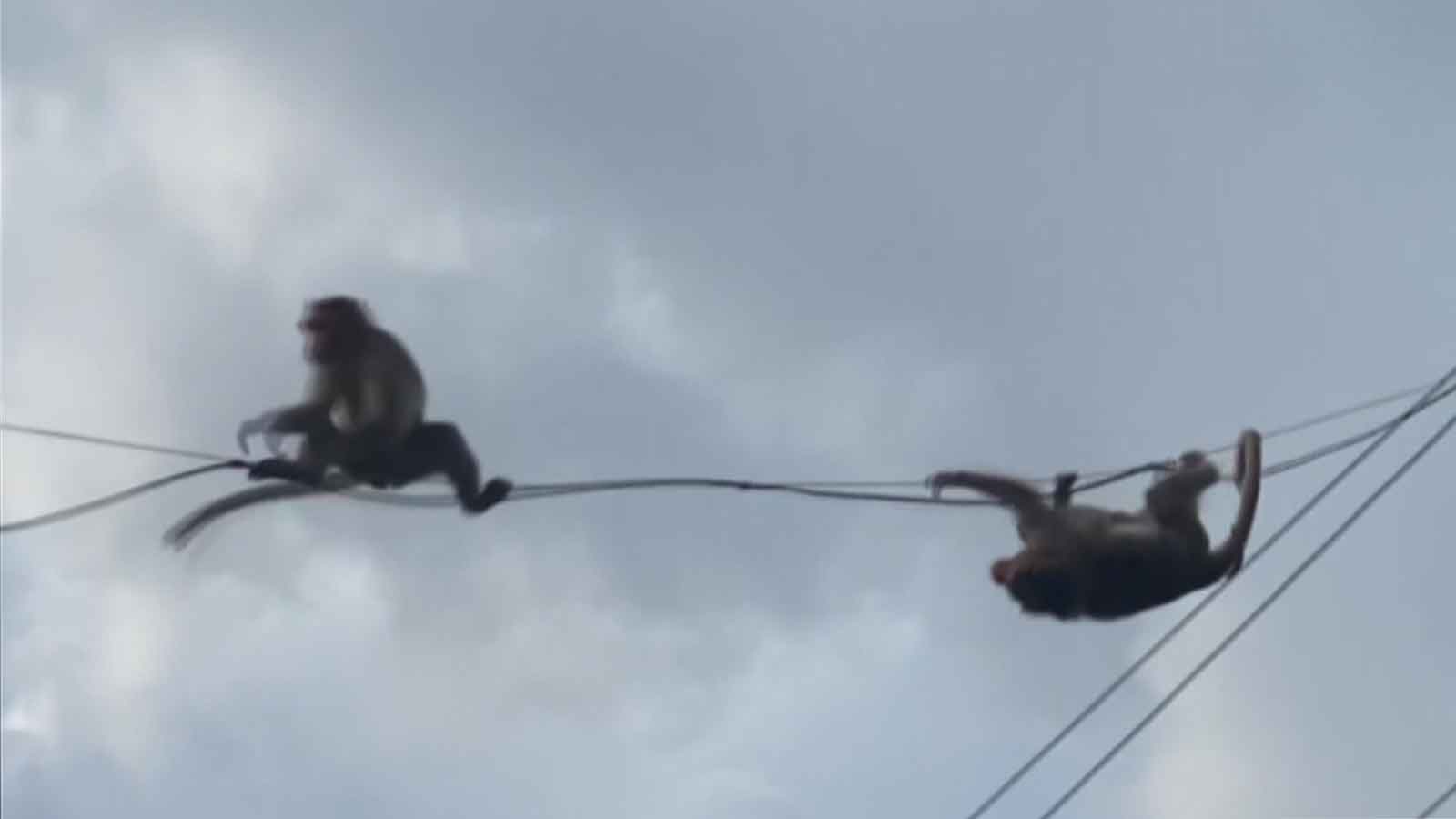 Kerala: Wayanad residents seek solution to 'monkey menace'