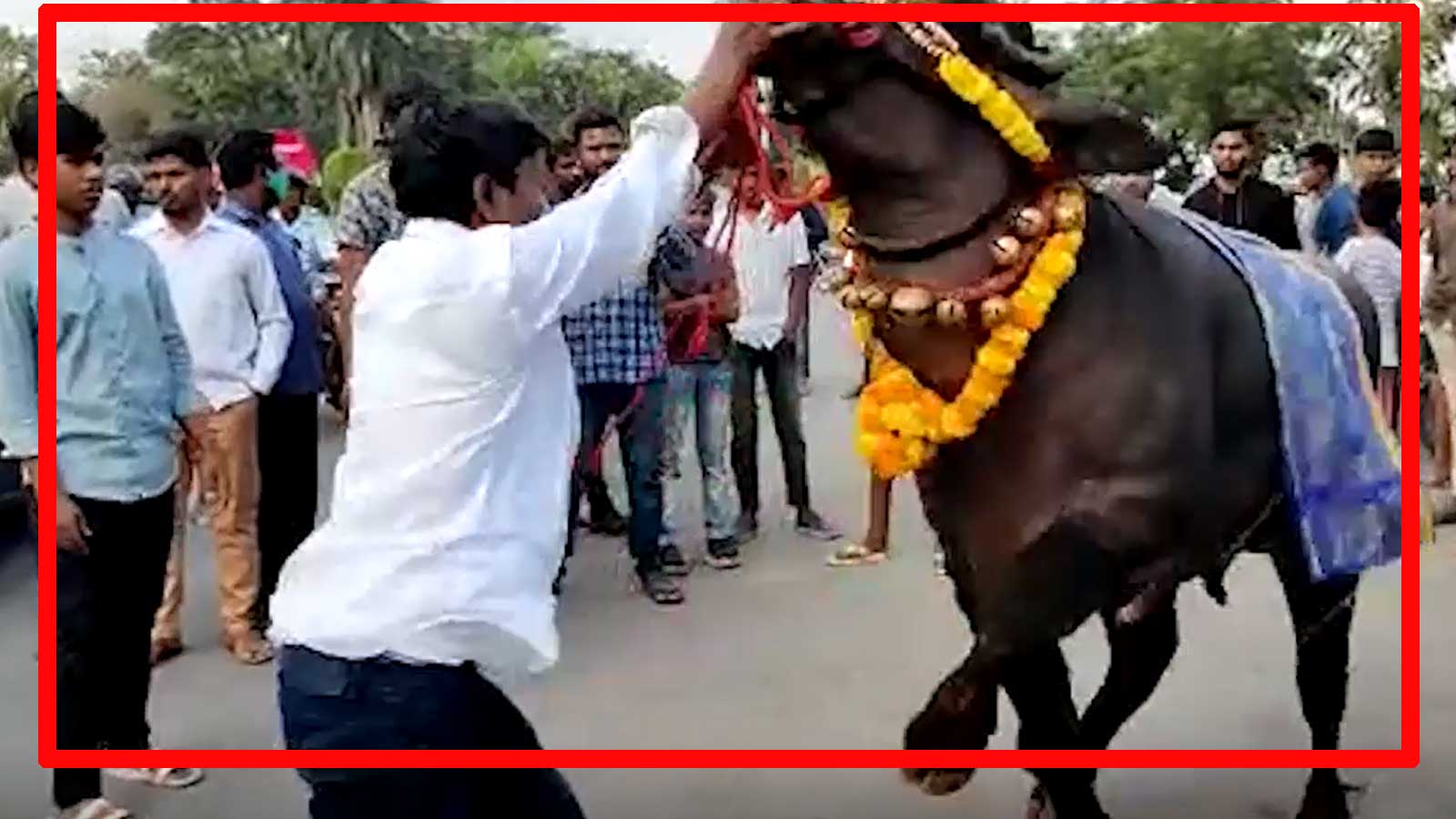 Hyderabad: Man makes a buffalo stand on its hind legs as a part of ...