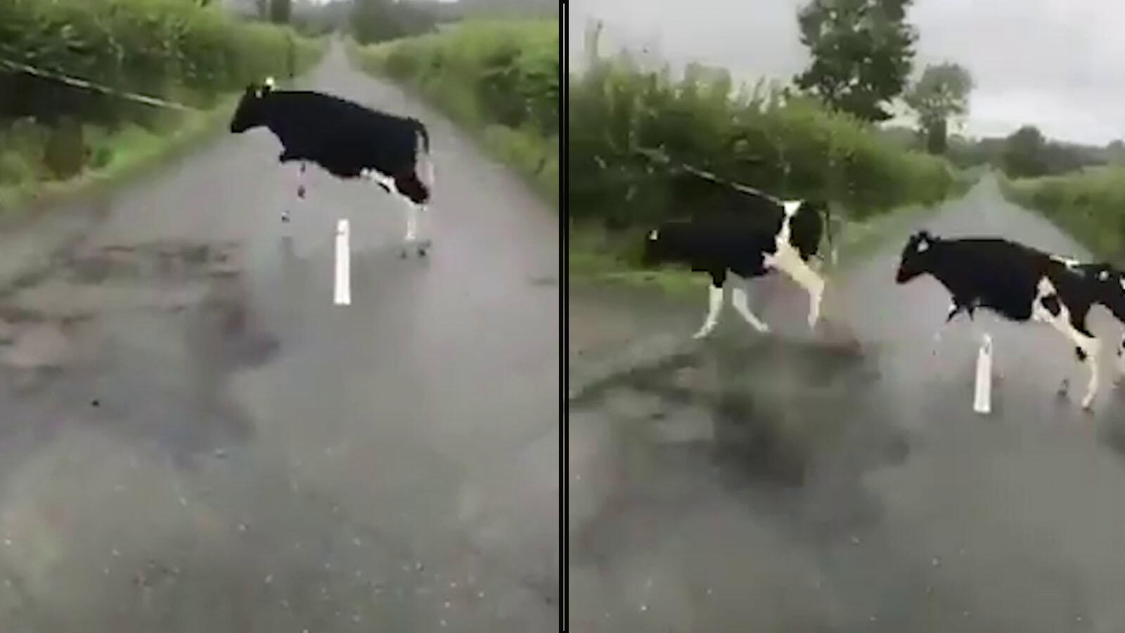 Pure and simple: These cows jumping over a white road strip