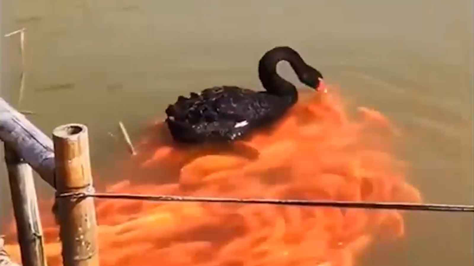 This duck plays a good samaritan for the fish