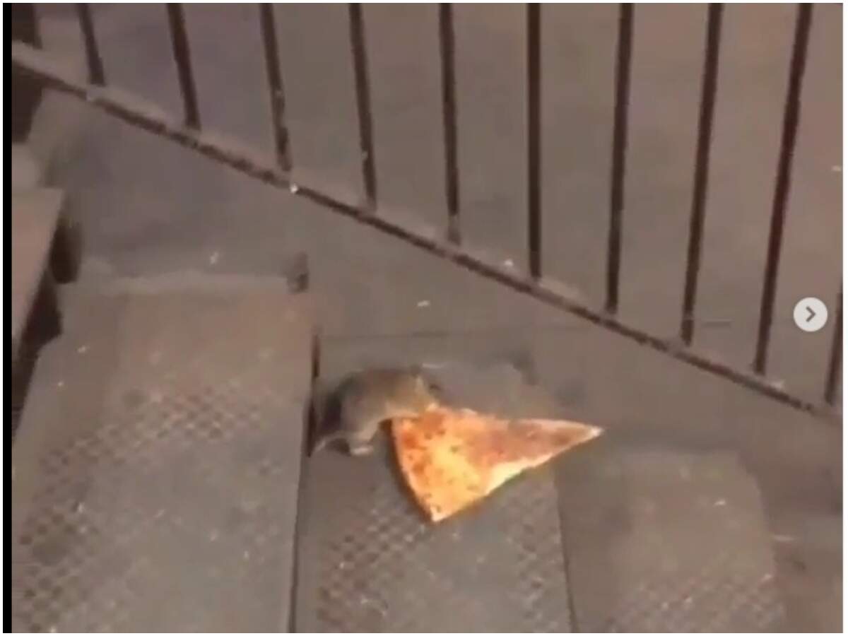 This human 'Pizza Rat' video in NY has gone viral. Here's why ...