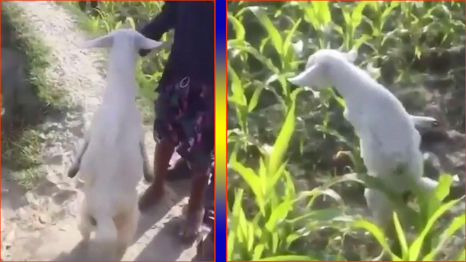 This goat can walk on two legs