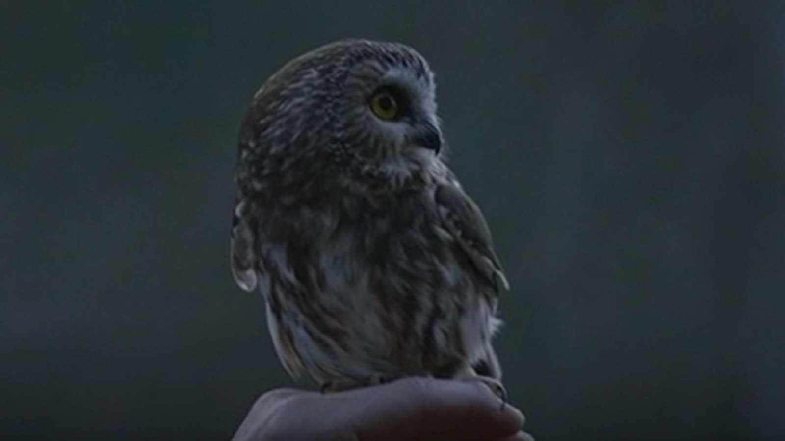 Rocky, the Rockefeller Center Christmas tree owl, released back into wild