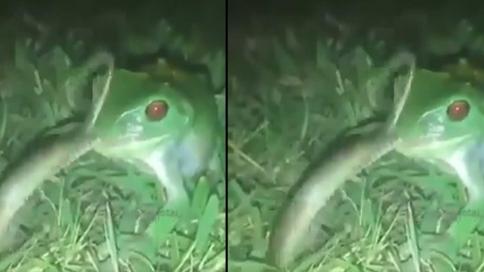 Food chain: This frog enjoyed a hearty snake