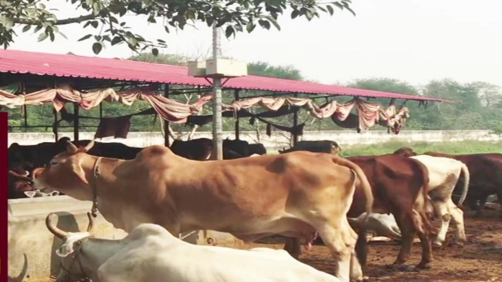 ‘Sadhus’ look after cows of different breeds at Ayodhya’s Gopal Gaushala