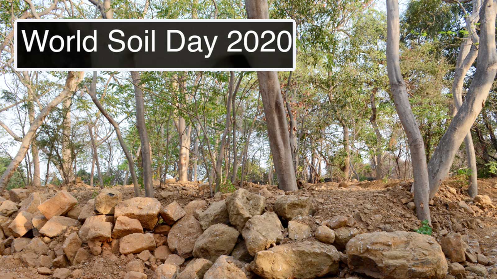 World Soil Day 2020 aims to protect soil biodiversity