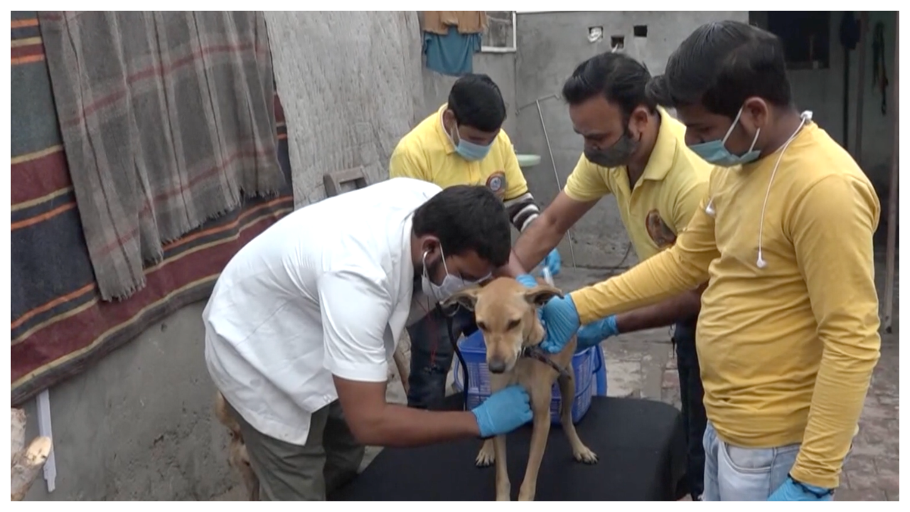 Agra-based NGO becomes home to stray dogs