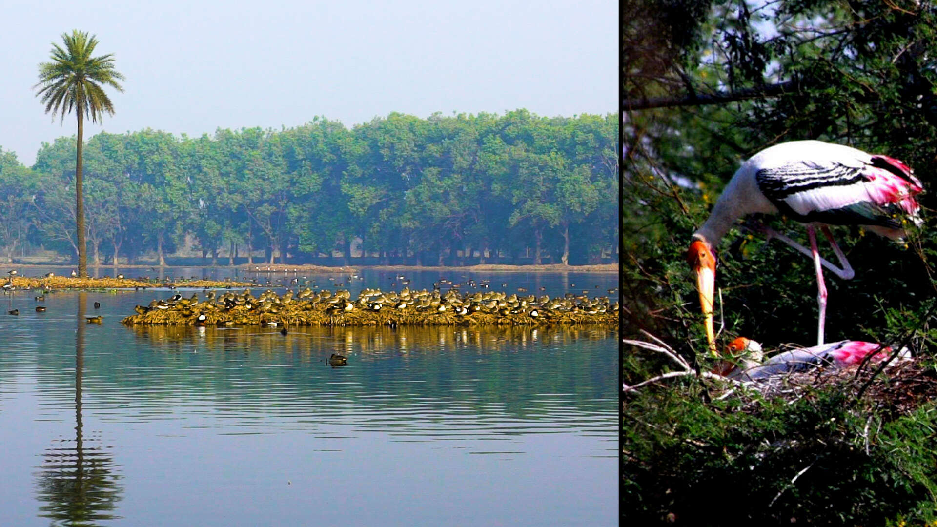 Surajpur wetland, a haven for migratory birds in Delhi-NCR