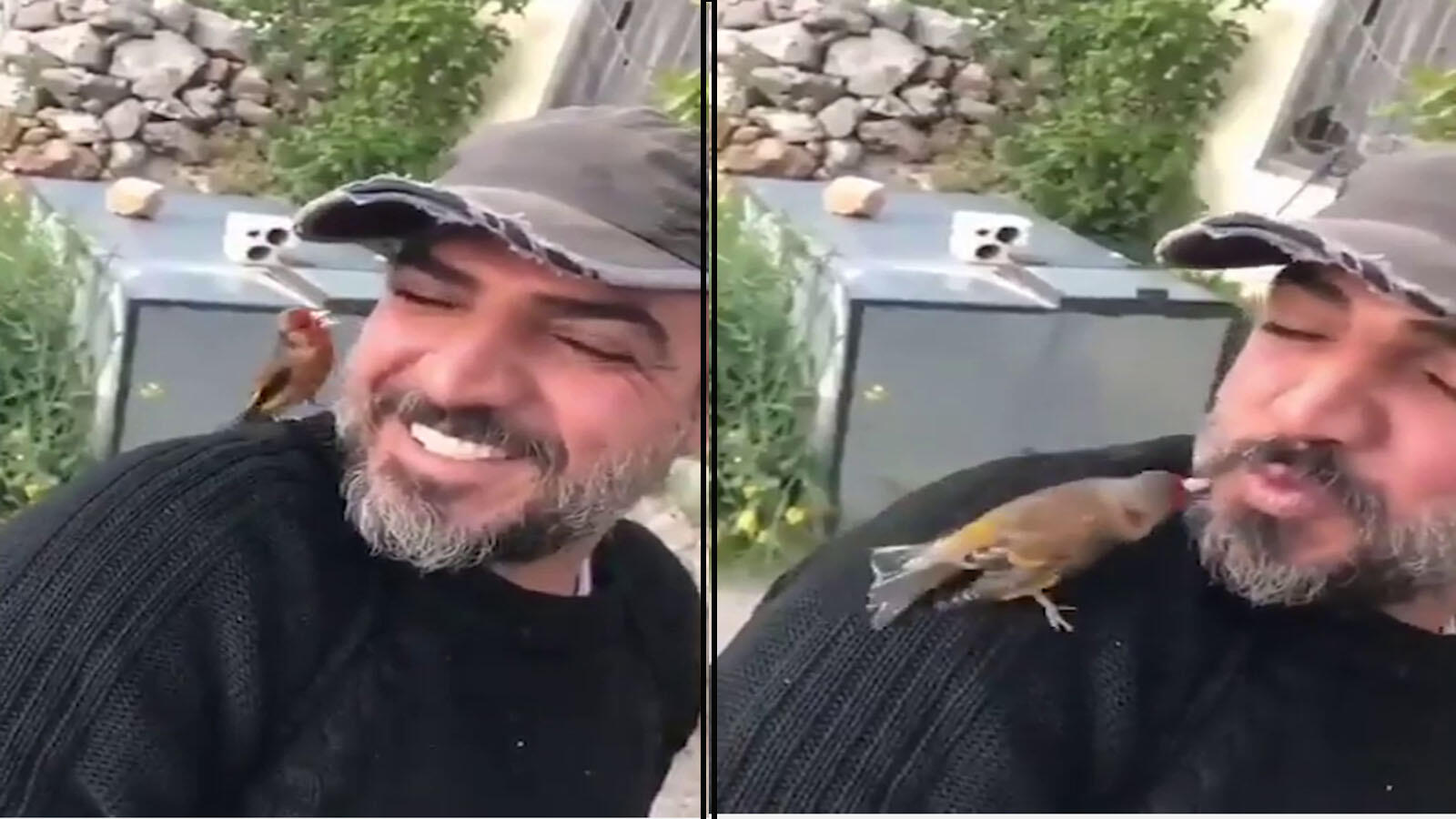 Bird chirping around man's shoulder, video goes viral