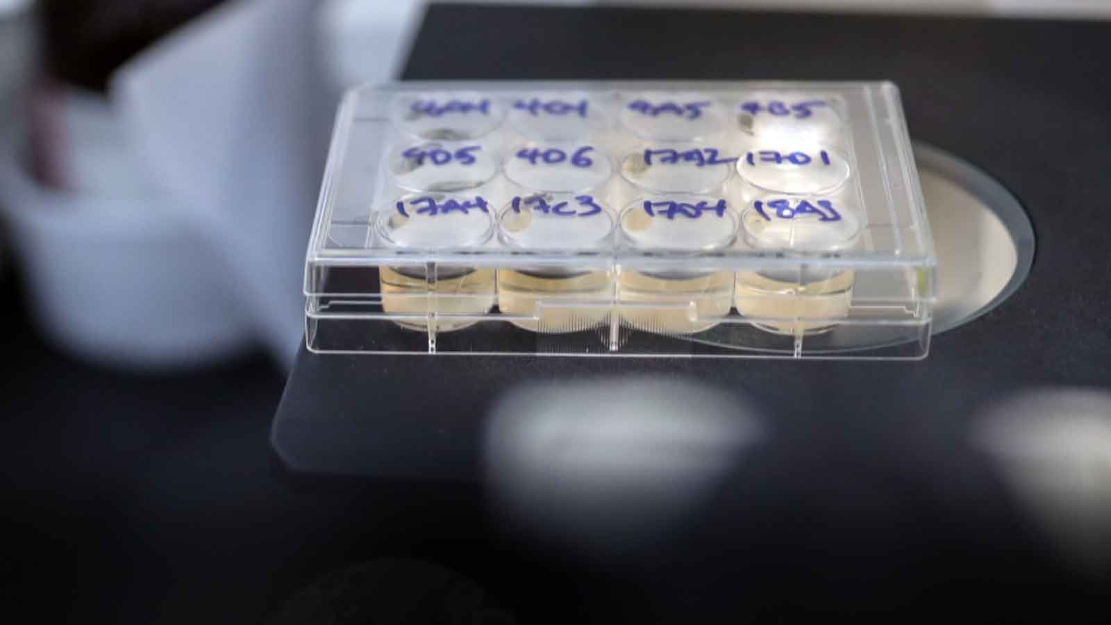 Protein tells developing cells to stick together