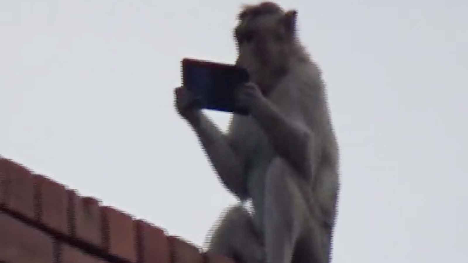 Viral video: Monkey escapes with a mobile, drops it from terrace later