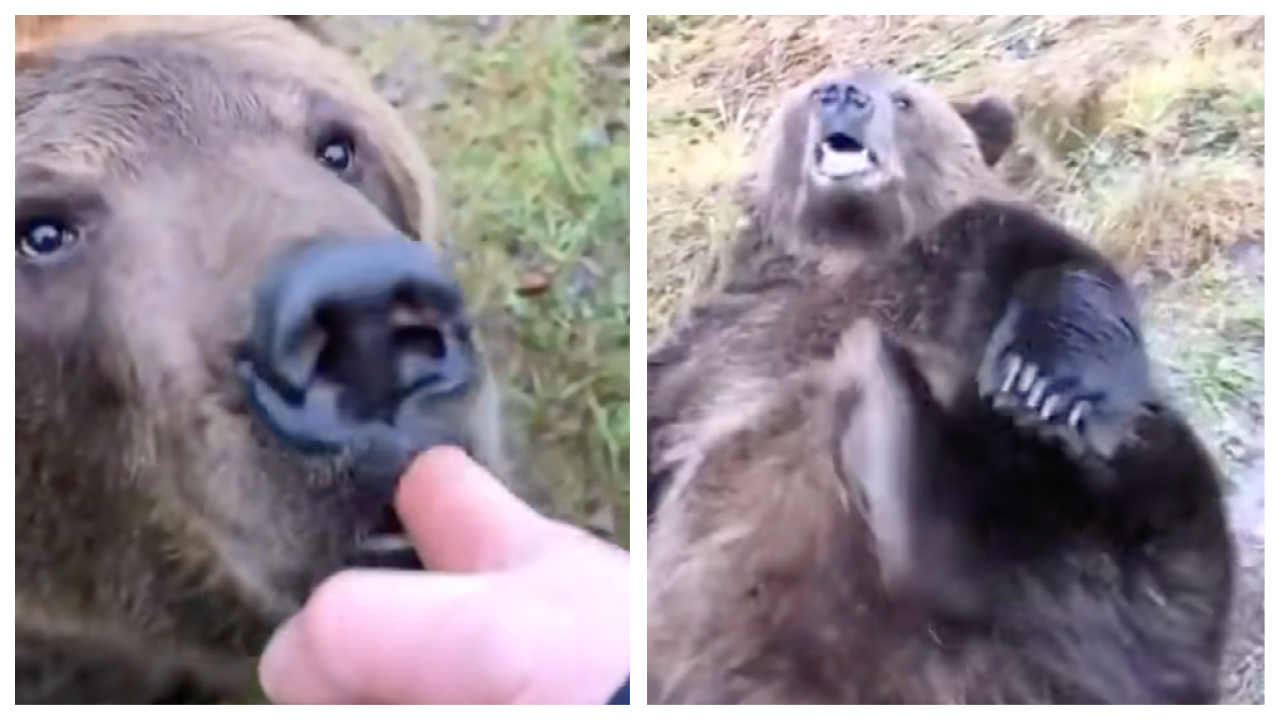 Cute but deadly: Pet bear grabs a snack