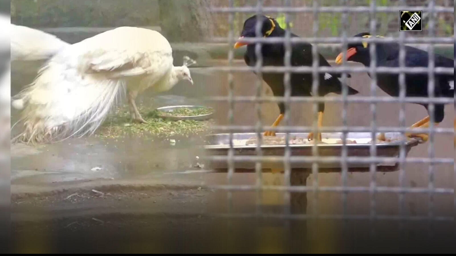 UP on high alert over bird flu scare, precautionary measures in place UP on high alert over bird flu scare, precautionary measures in place