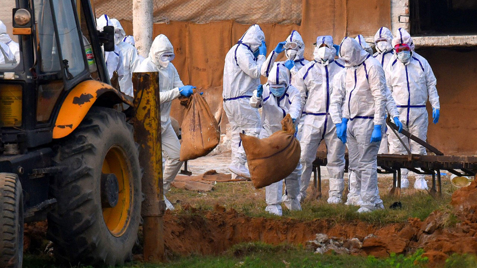 Bird flu: Culling of 1.66 lakh birds at five poultry farms in Panchkula ...