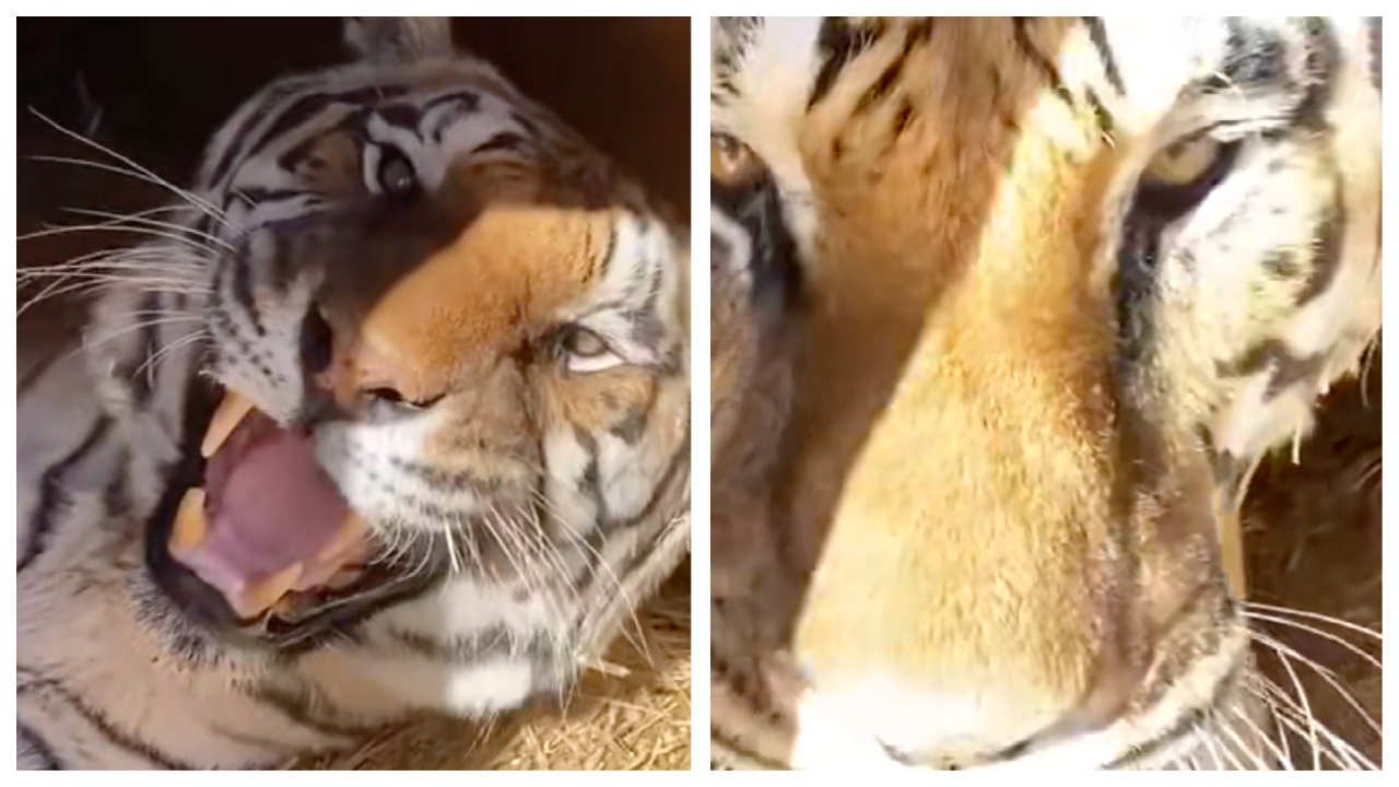 No snooze: Tiger has a grumpy morning