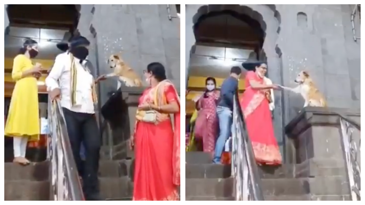 Holy doggo imparts blessings to the chosen ones