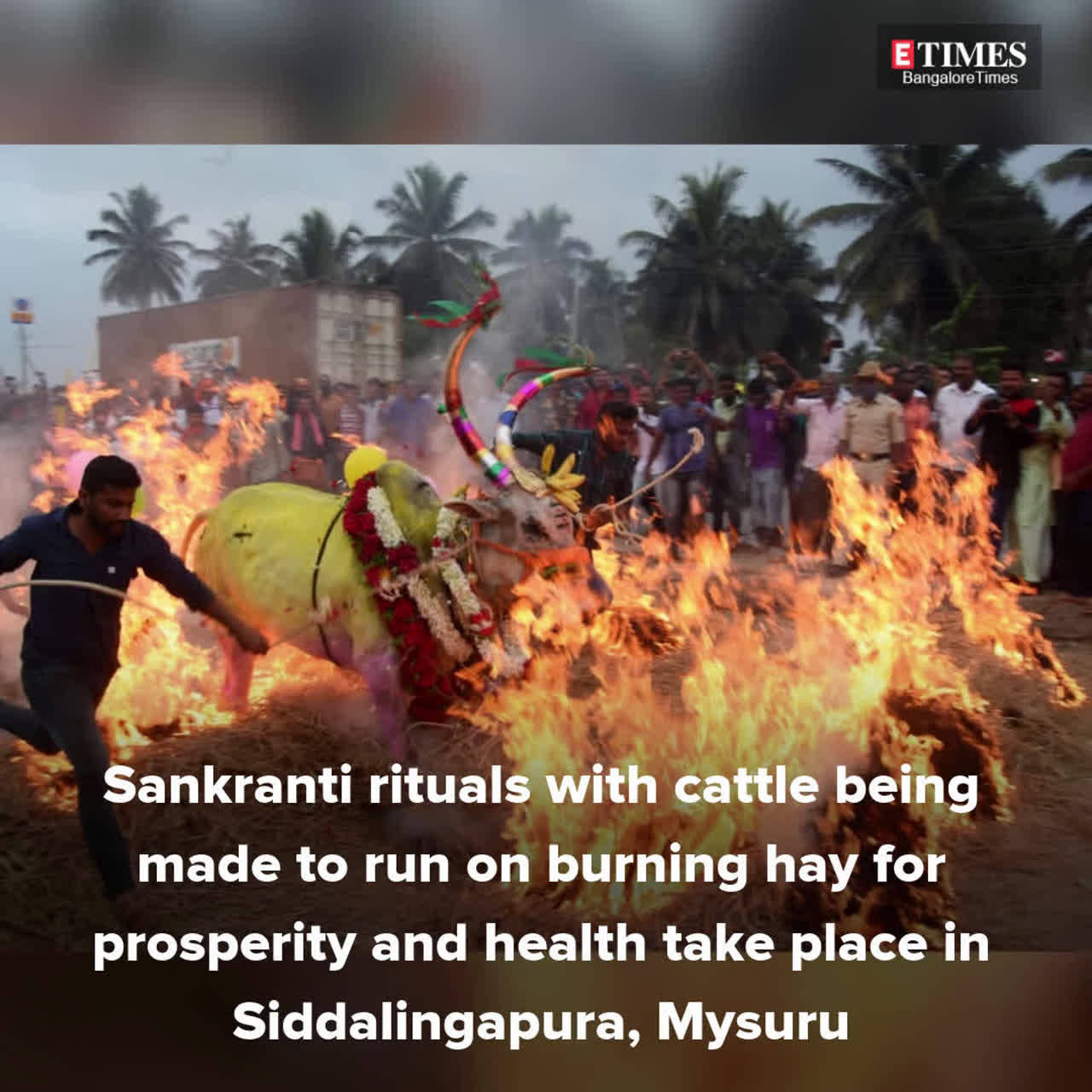 Cattle run on fire at these Sankranti celebrations in Mysuru
