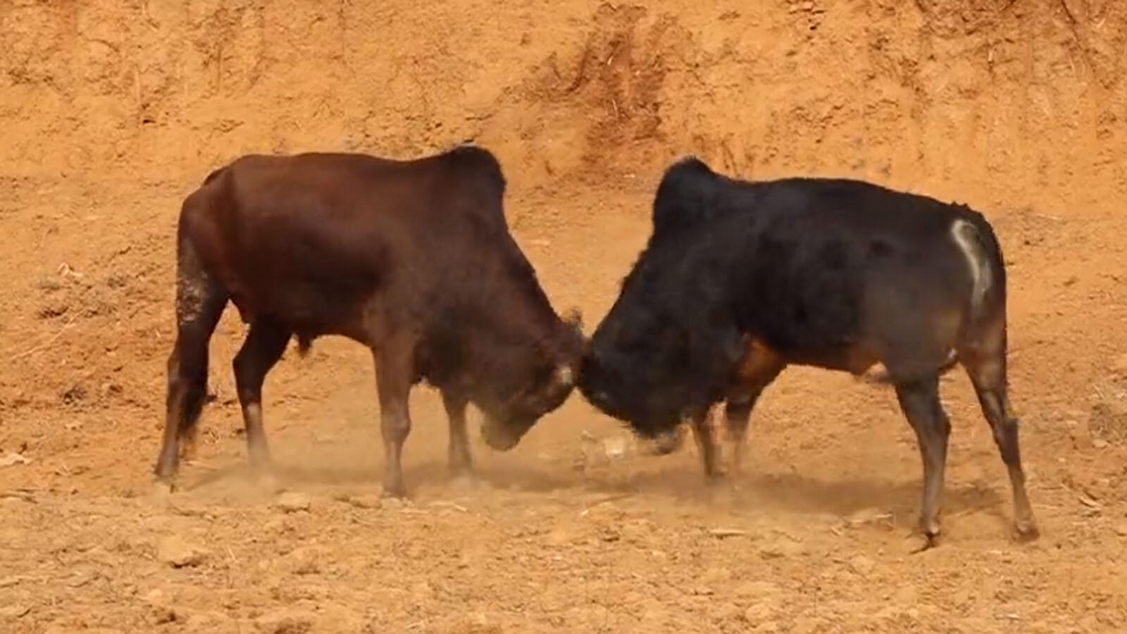 Nepal celebrates annual bull fighting festival with great zeal