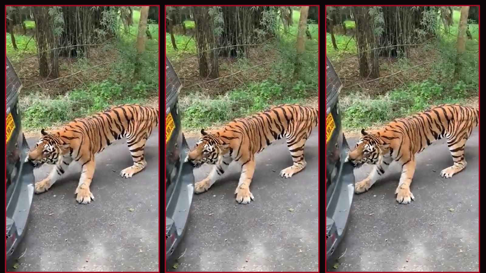 Caught on camera: Royal Bengal Tiger tries to pull a tourist vehicle