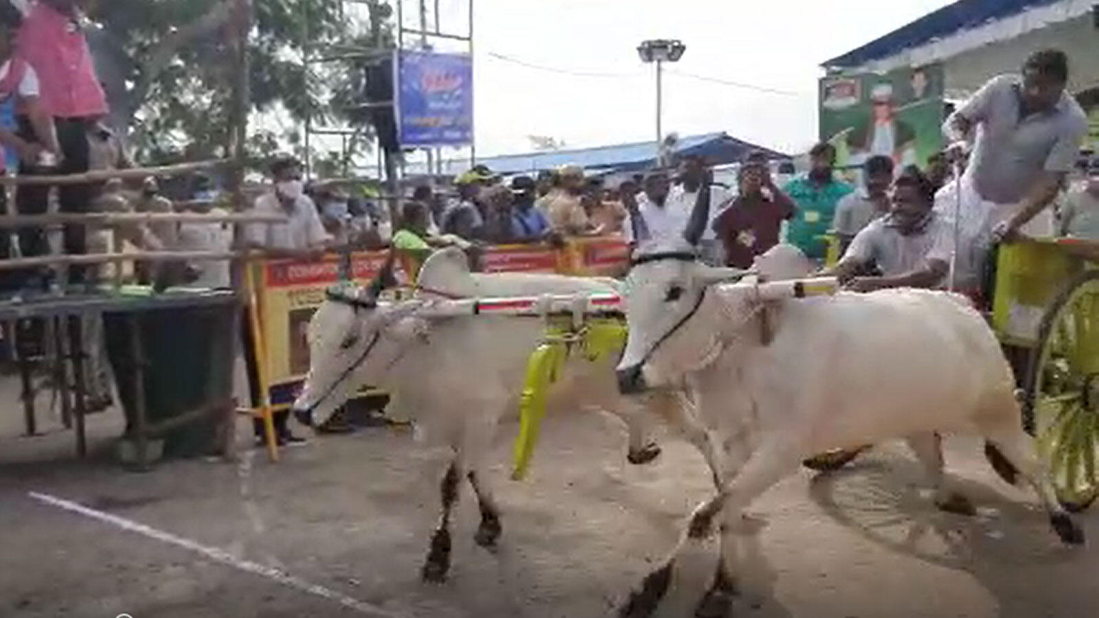 Watch: How the bullock cart race is keeping the agrarian tradition alive