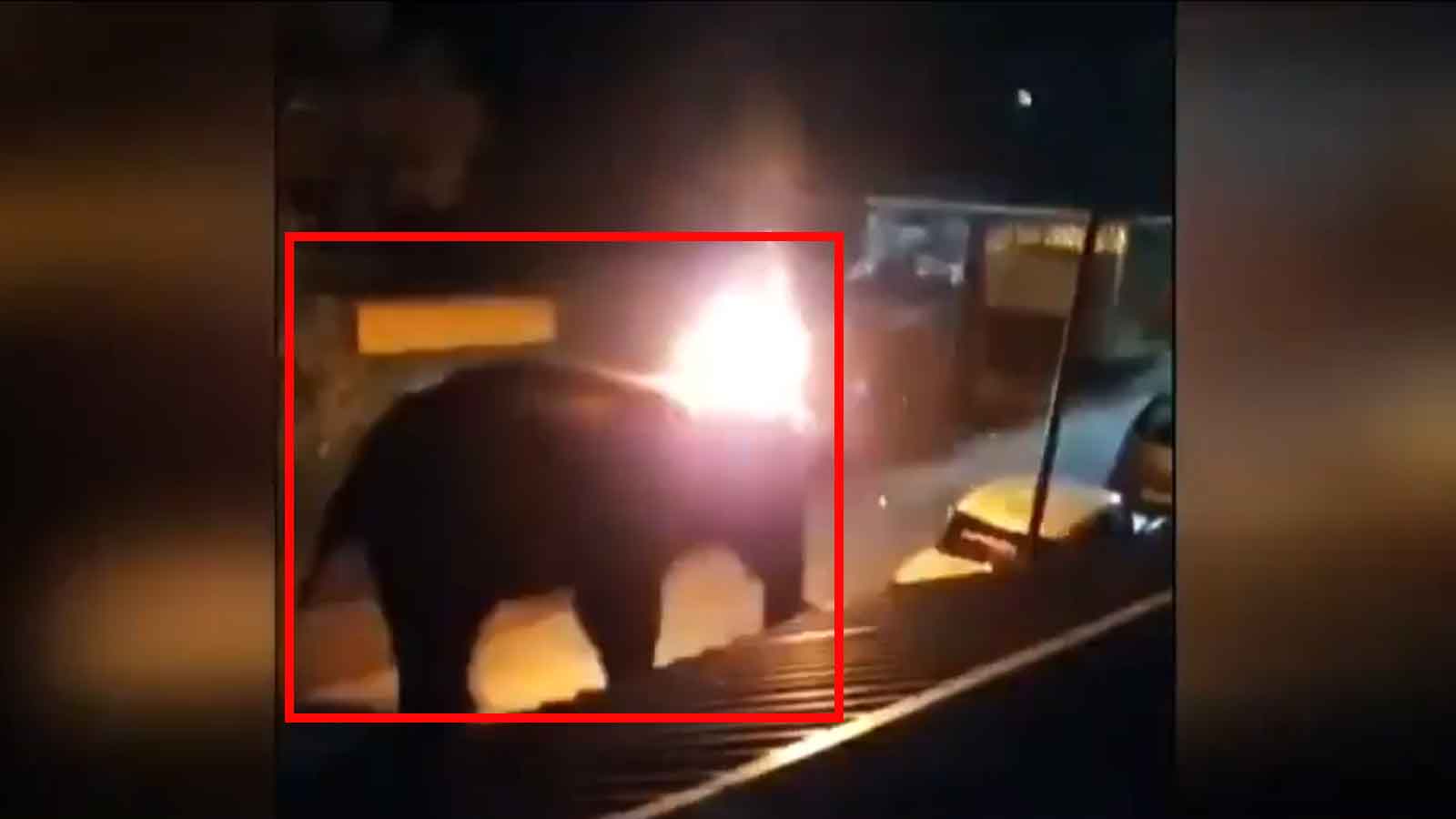 Shocking! Burning object thrown at elephant in Tamil Nadu’s Masinagudi