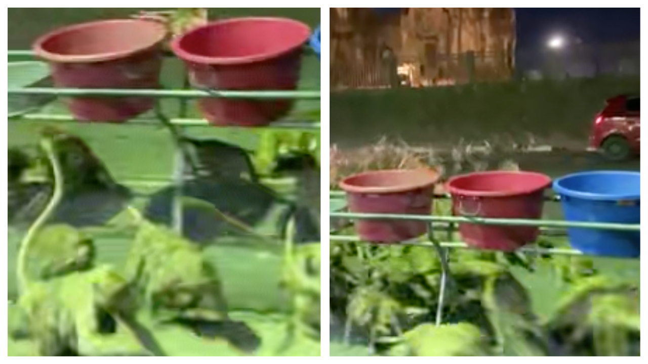 Fireworks spark frenzy among hundreds of monkeys