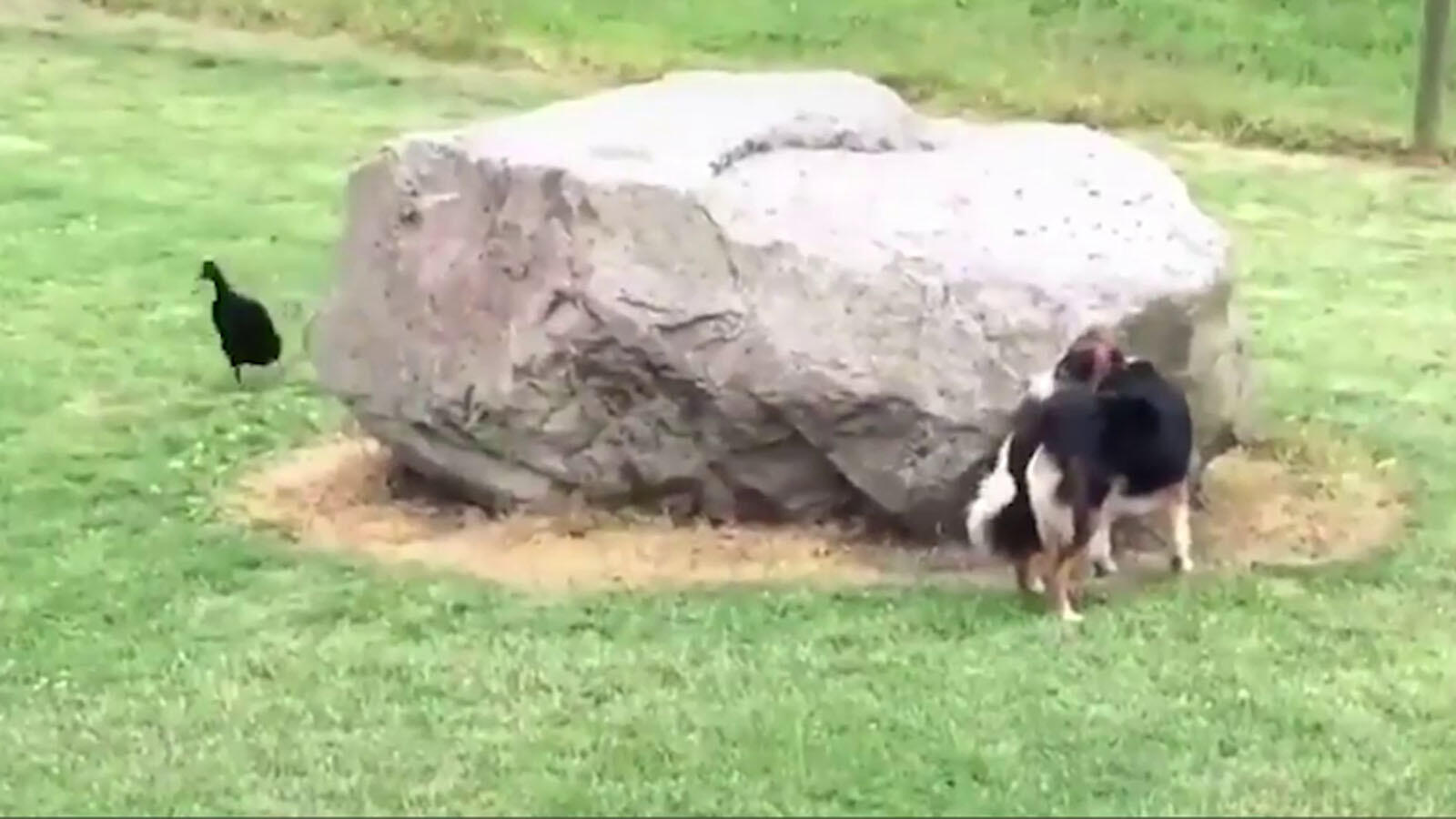 Hilarious! Duck chases dog around a rock
