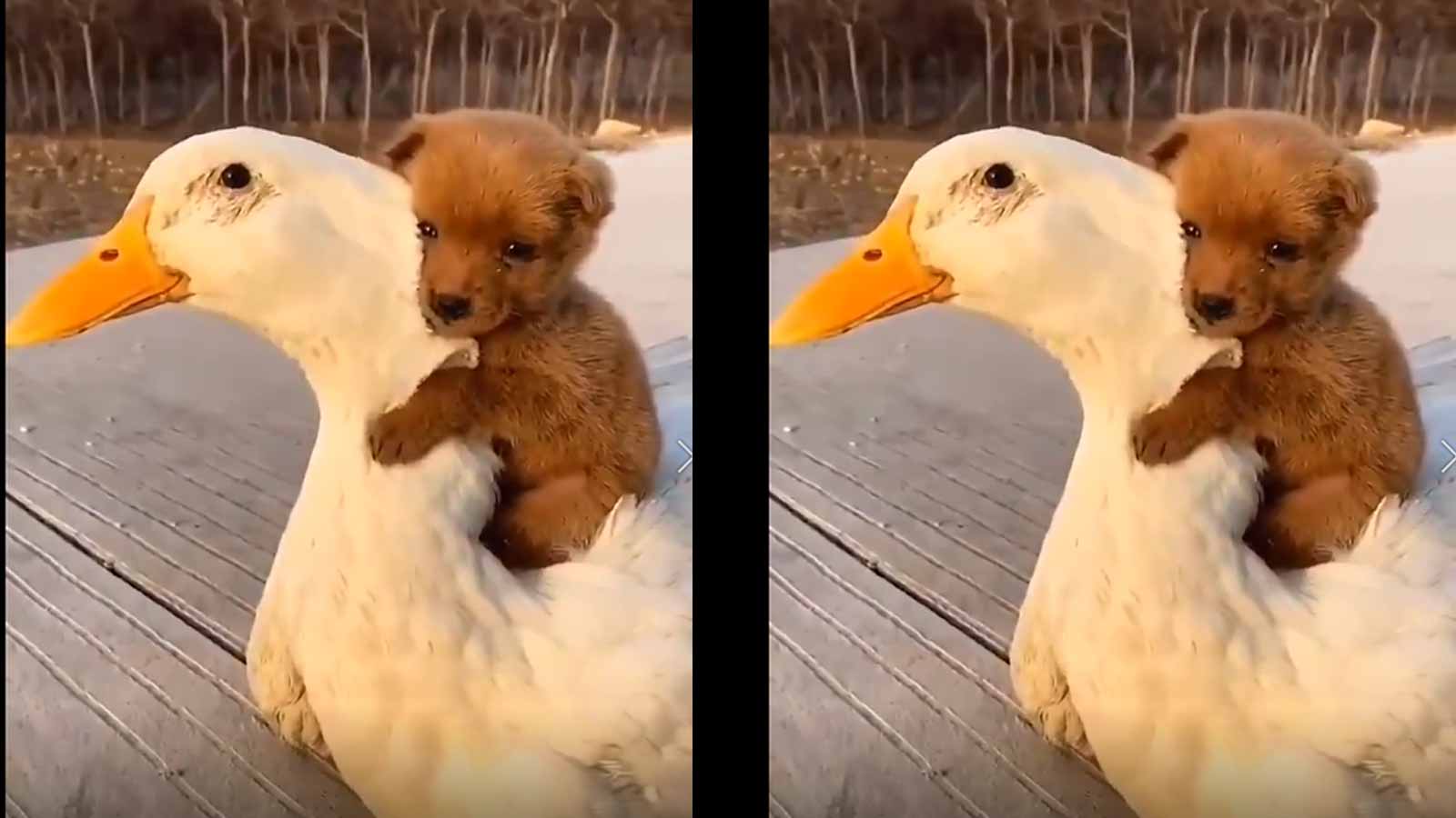 Adorable: The pup and duck friendship
