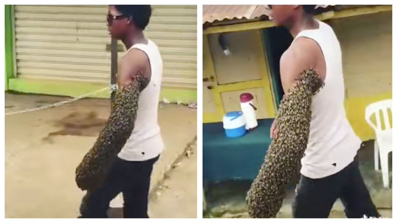 Bee fist: Guy grabs queen bee, colony follows