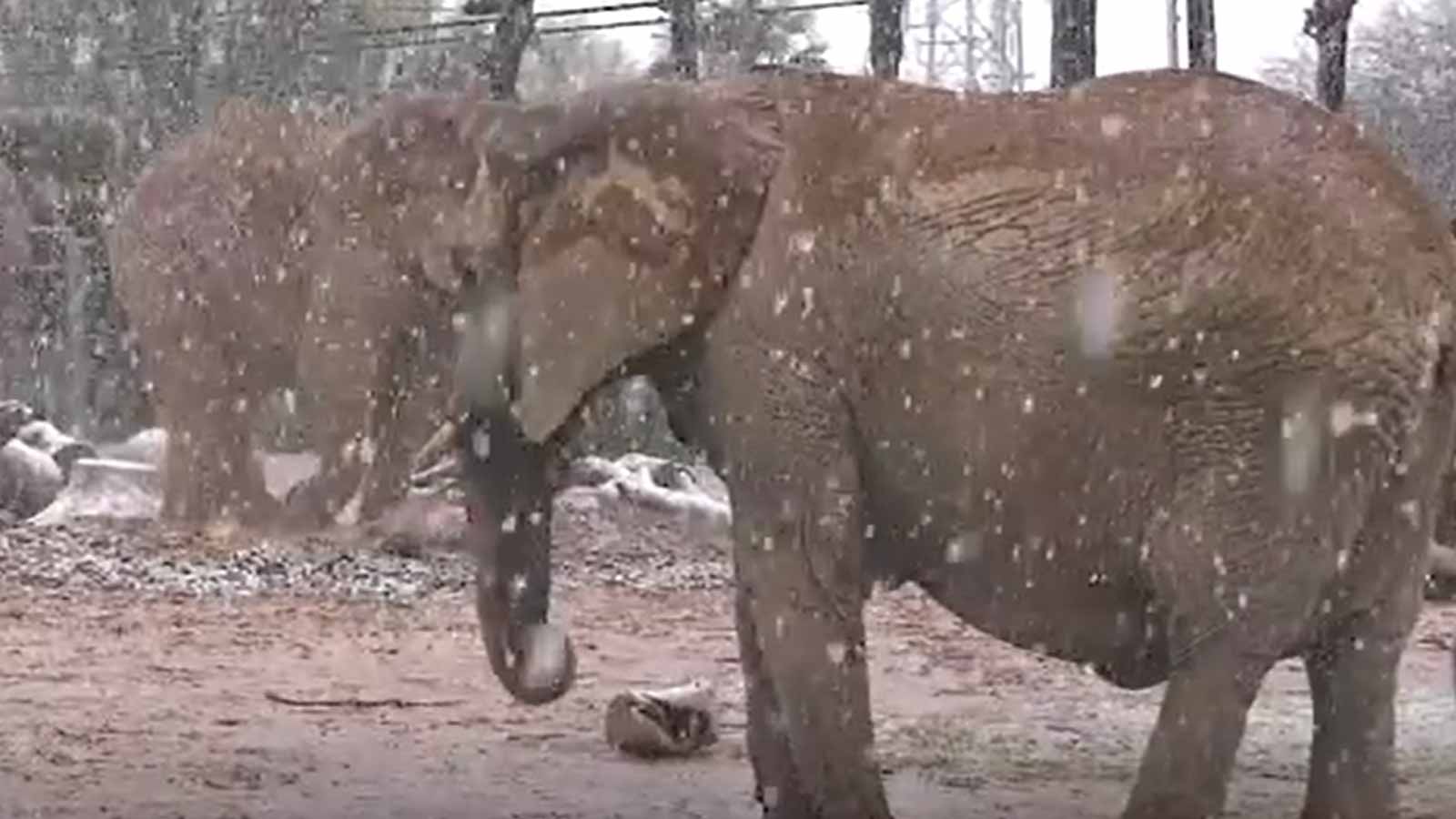 Elephants have unforgettable day in Arizona snow