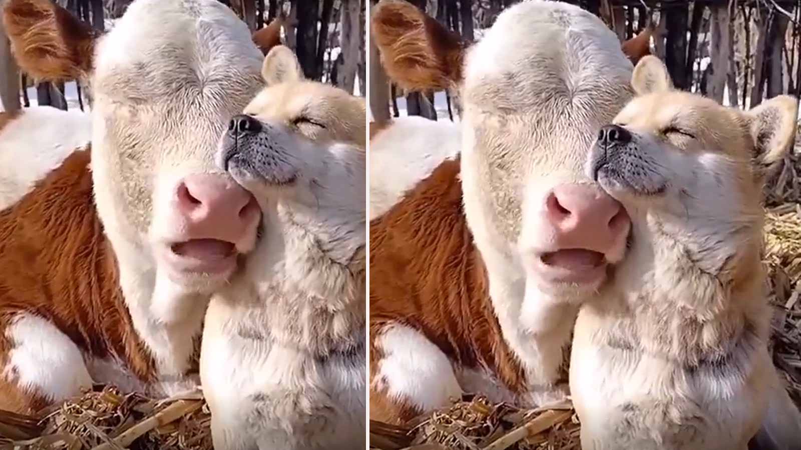 Cuteness overloaded: Cow and dog, the ultimate best friends