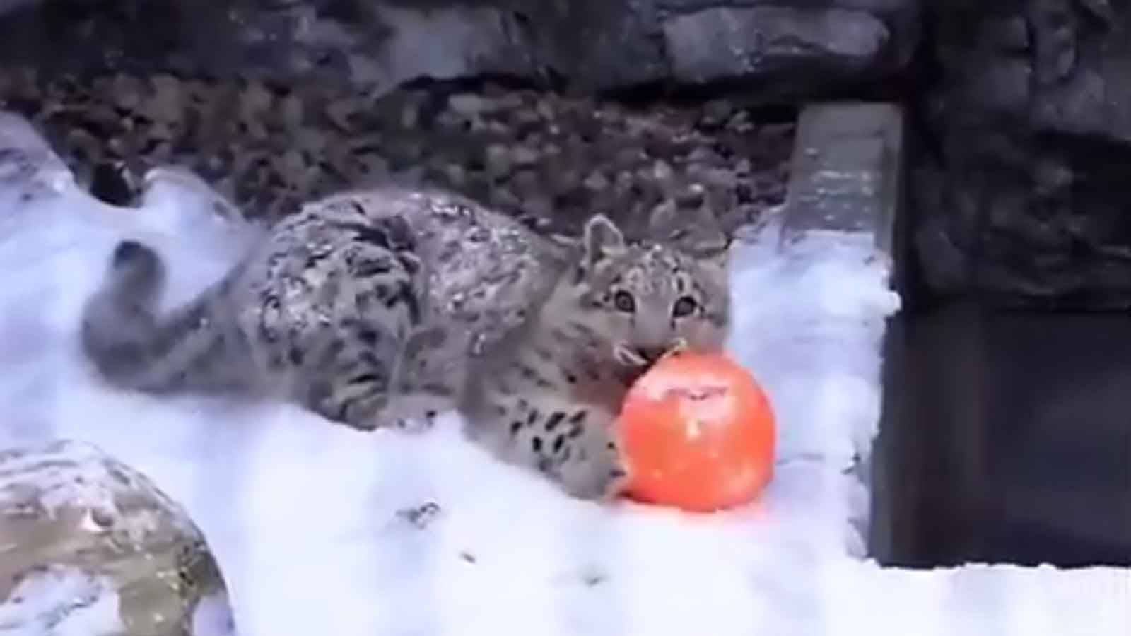 Viral Video Snow Leopard Cub Plays With A Ball