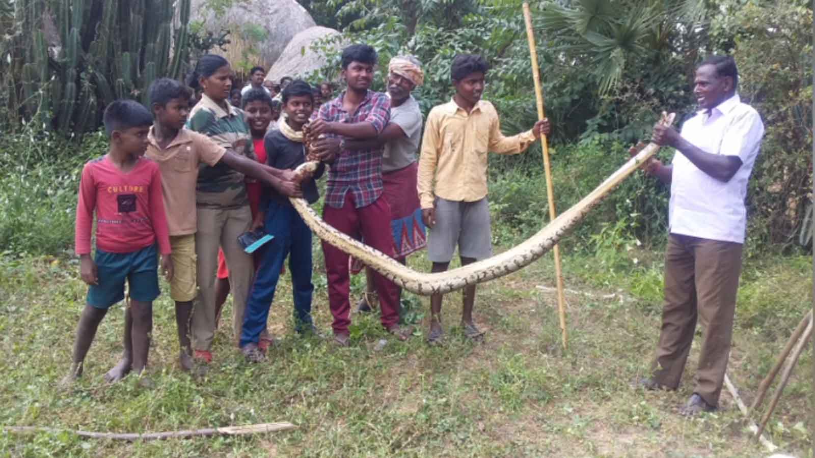 On cam: Python rescued in Tamil Nadu's Kesarapatti