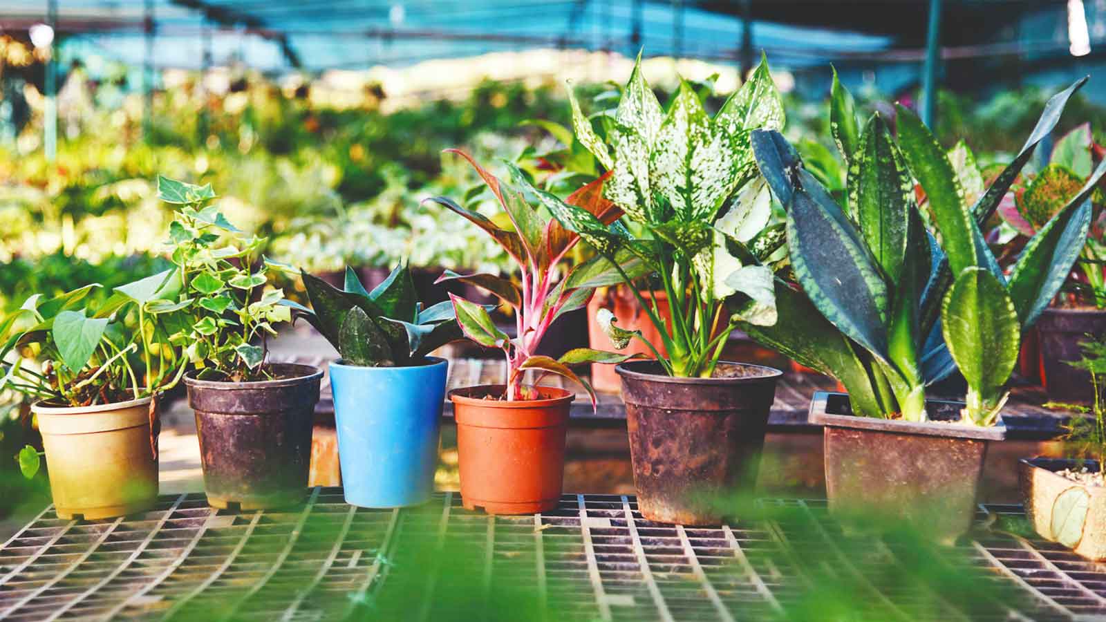 Your own green space: How Covid-19 pandemic revived interest in indoor ...